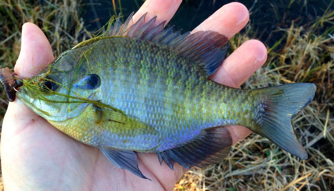 Top Water Charters Fishing Reports and News Beaufort Morehead City ...