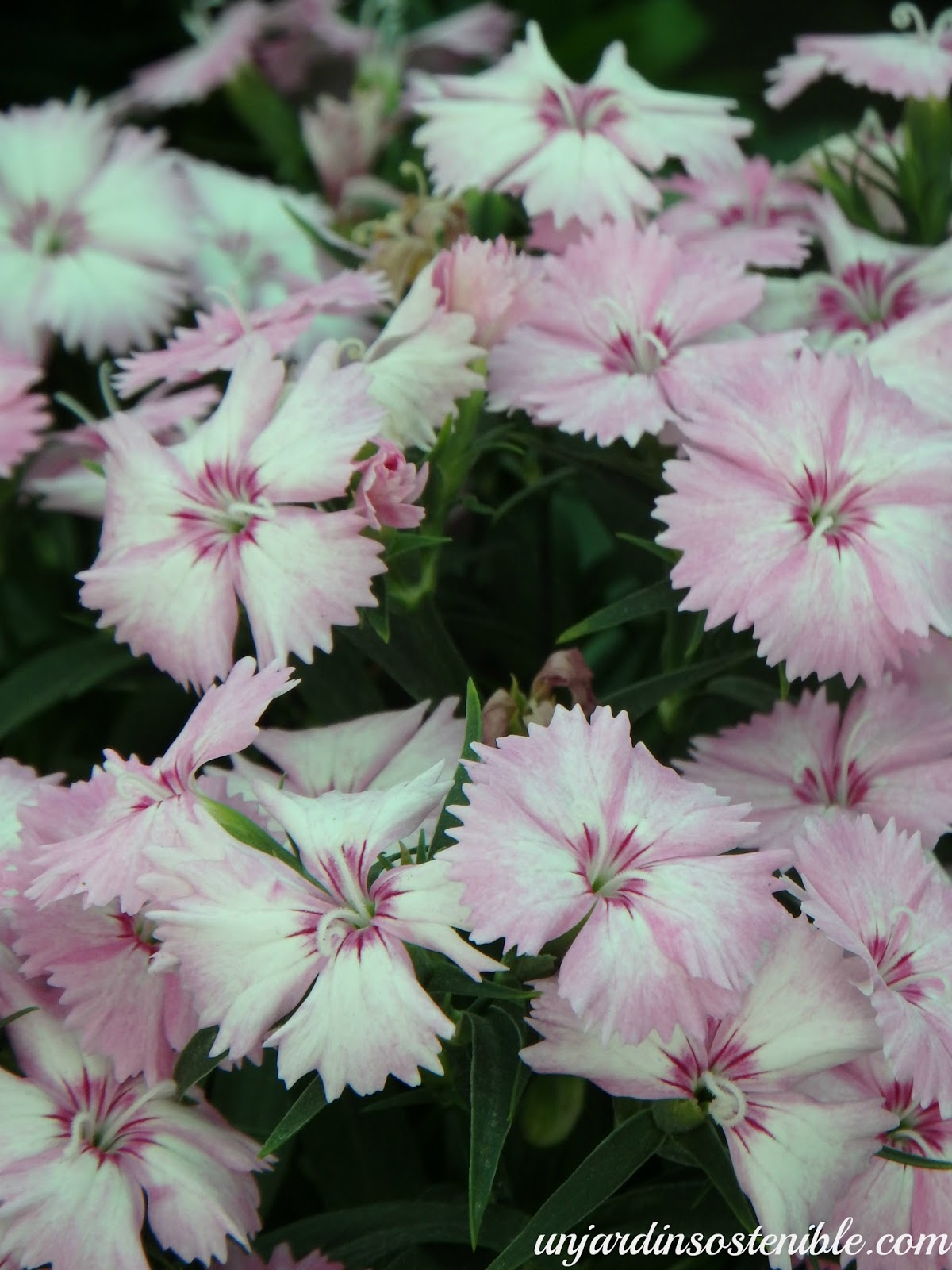 Dianthus chinensis (Clavel chino)