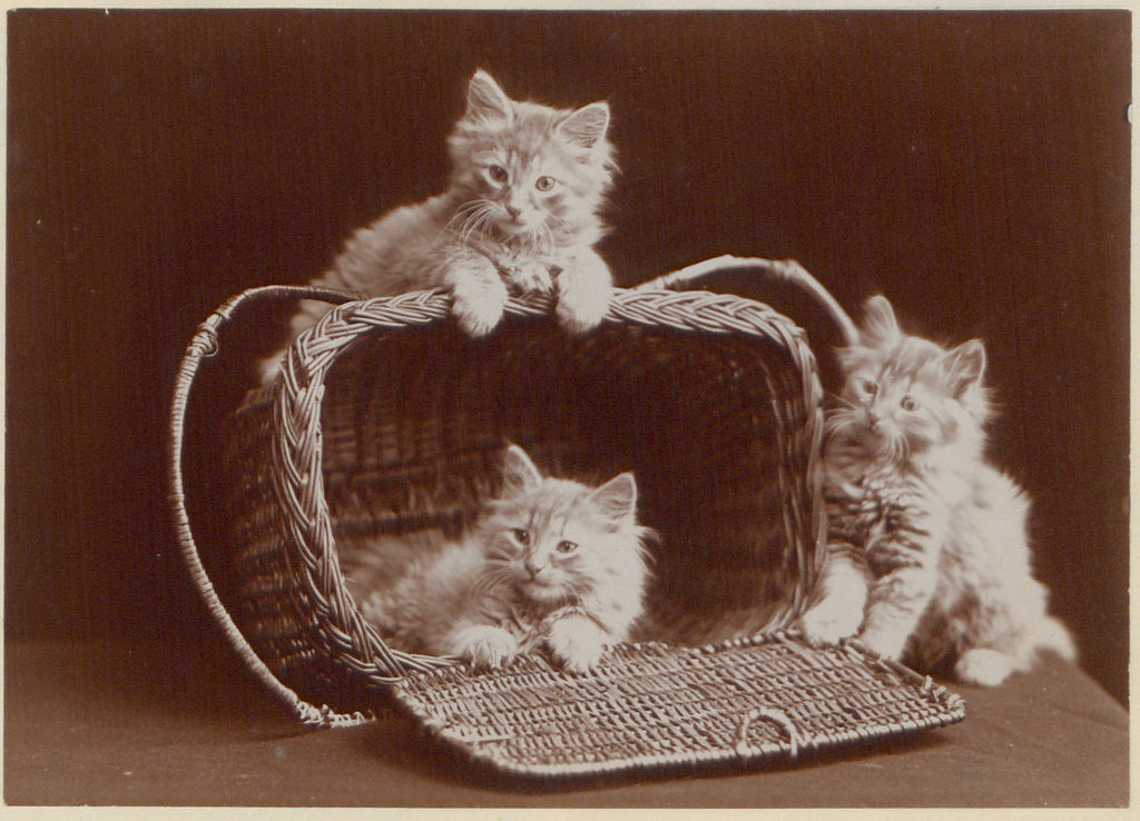 The Cats of Canada: Adorable Vintage Photos of Very, Very Cute Kittens ...