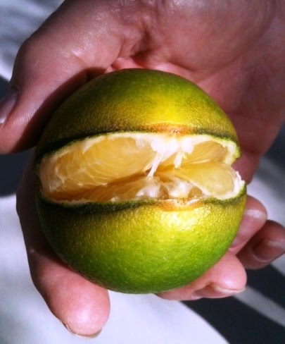 Xtremehorticulture of the Desert: Blood Orange Fruit Splitting