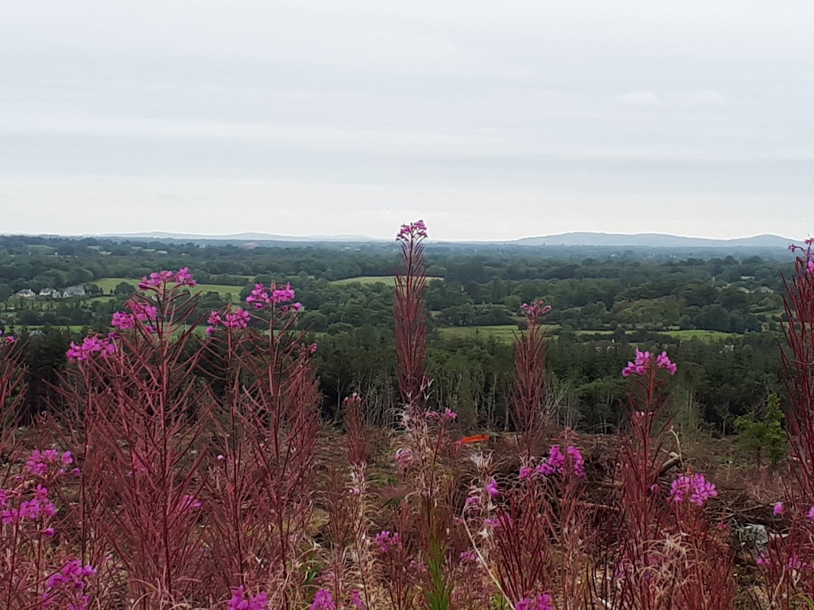 A Garden Under Brí Leith: Brí Leith