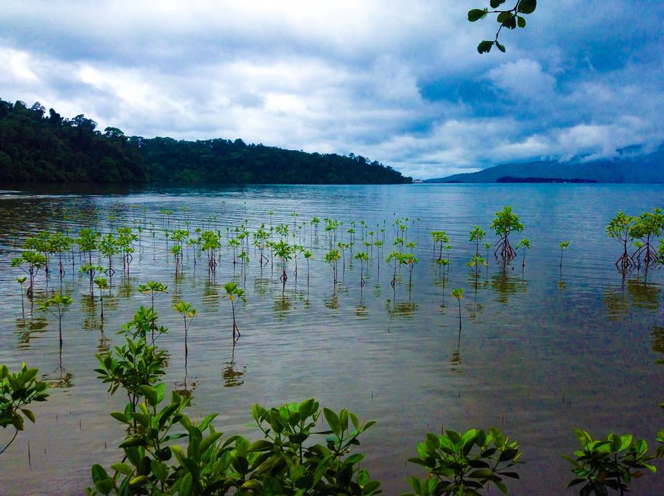 The Inquisitive Explorer: Triboa Bay Mangrove Park