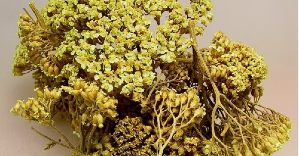 Civan Perçeminin Faydaları - kadinvsaglik.com