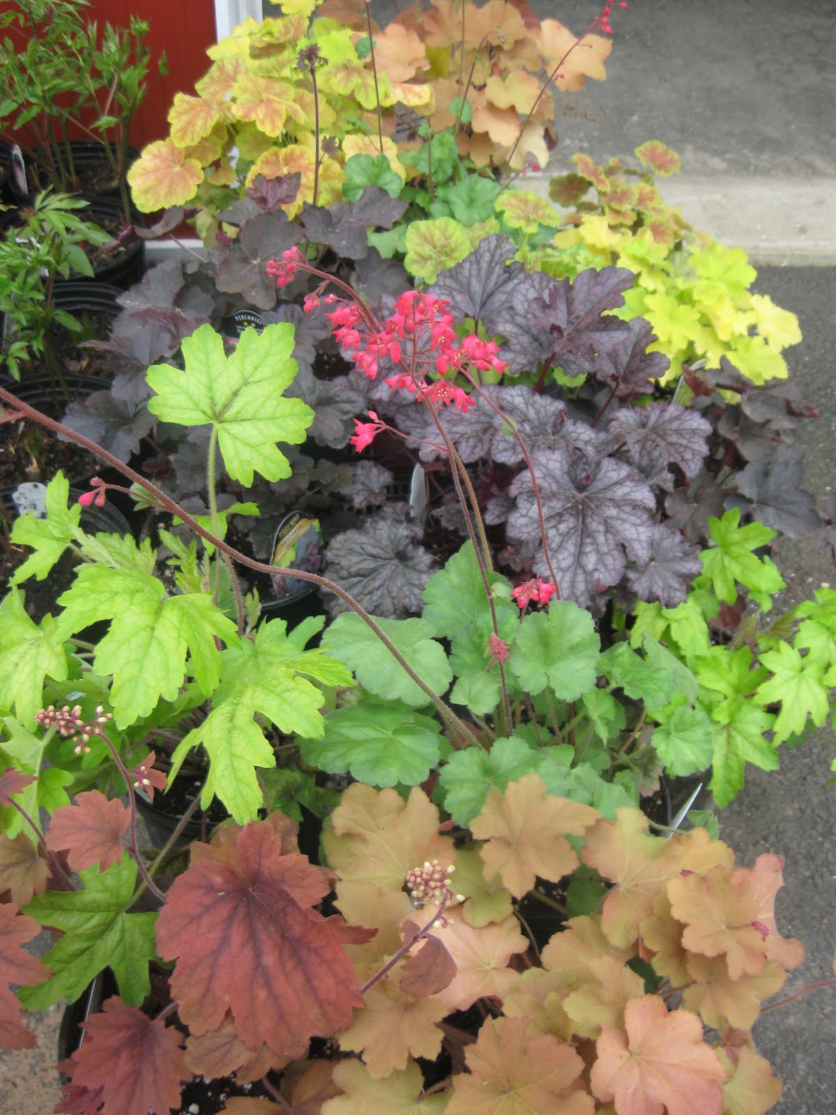 Pittsgrove Farms - Plant Dirt: Dig It-Heuchera-"Coral Bells"