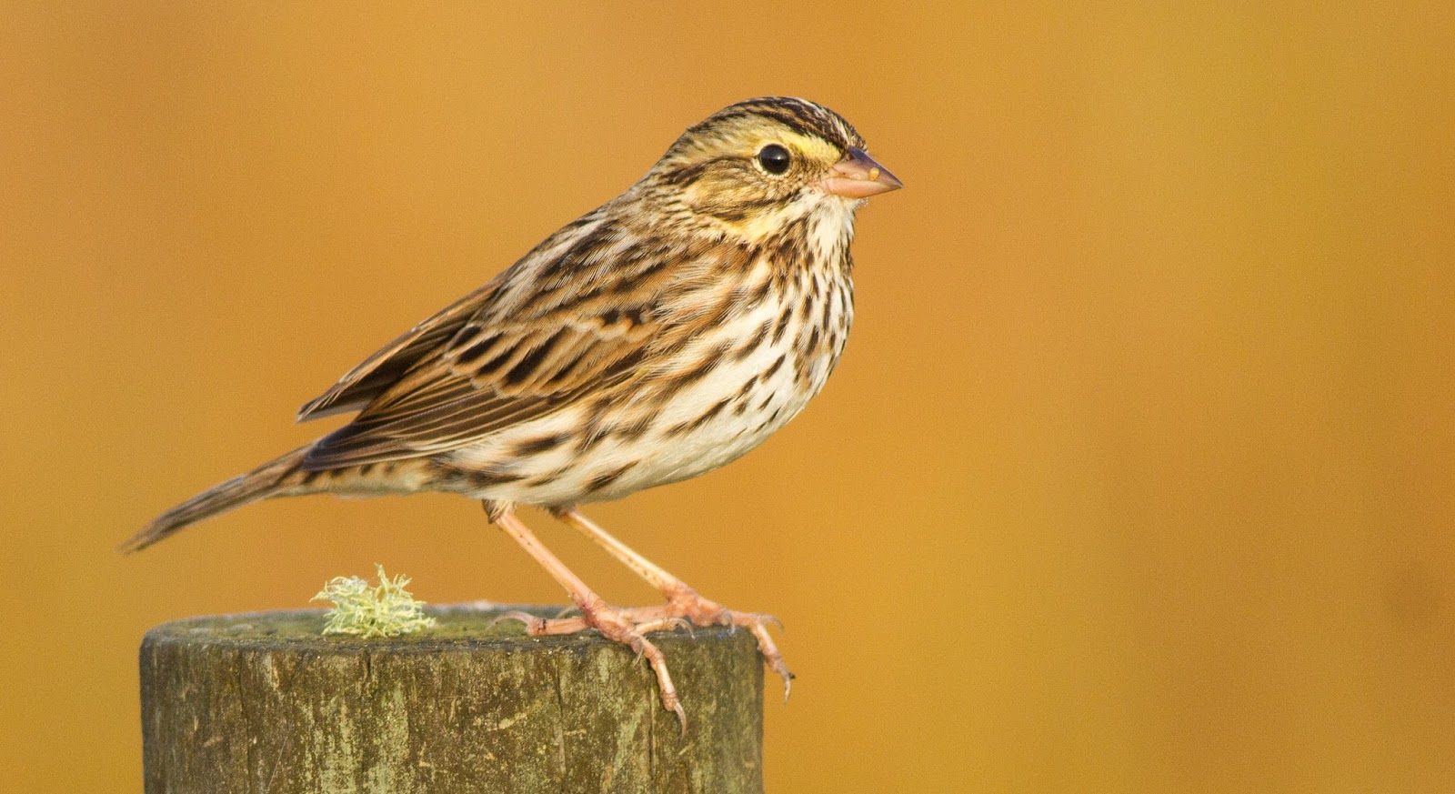 Savannah Sparrow