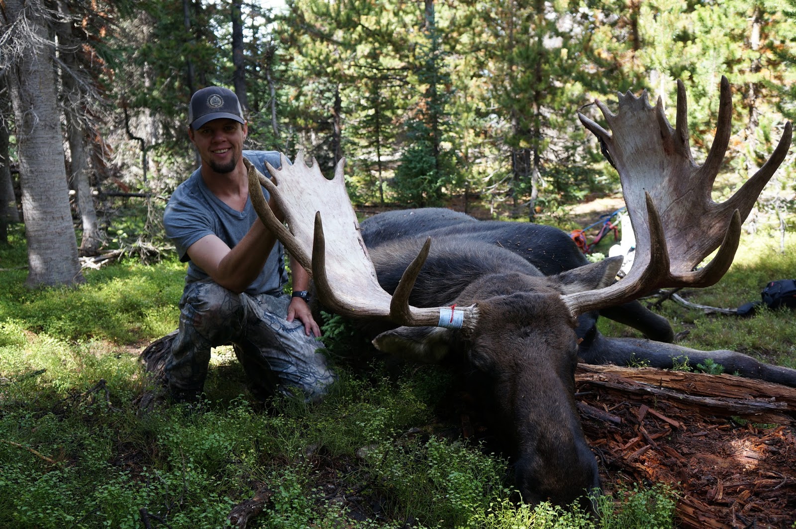 Solid Hookups: High Country CO Archery Bull Moose Hunt