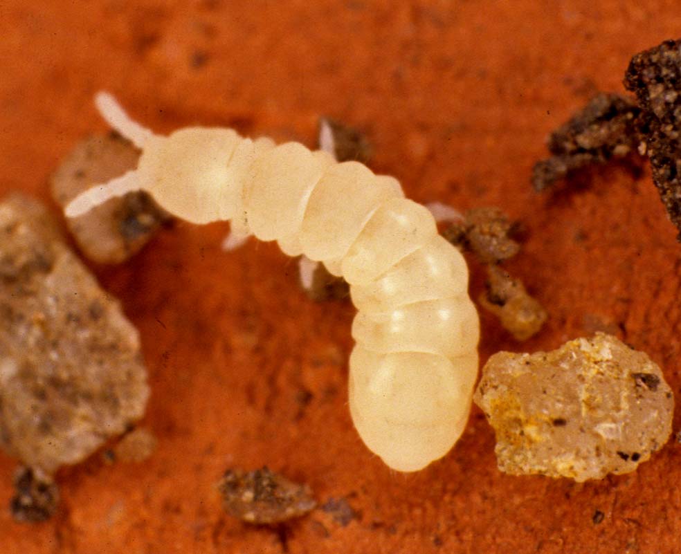 Beyond the Human Eye: Springtails