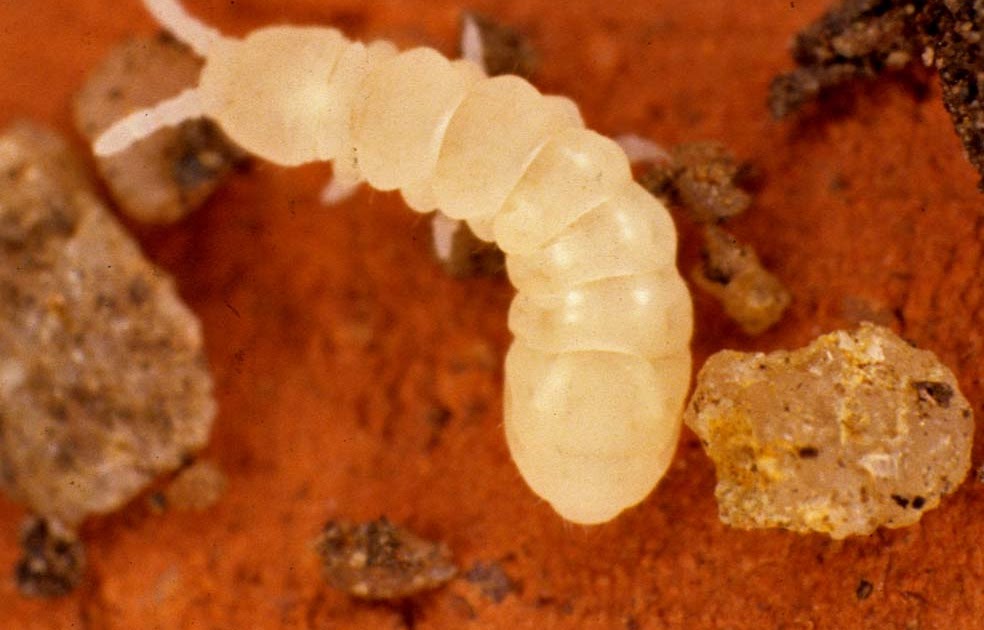 Beyond the Human Eye: Springtails