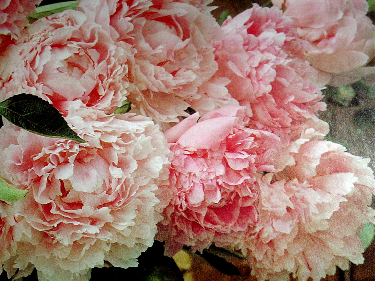 wonen met bloemen: Pioenroos