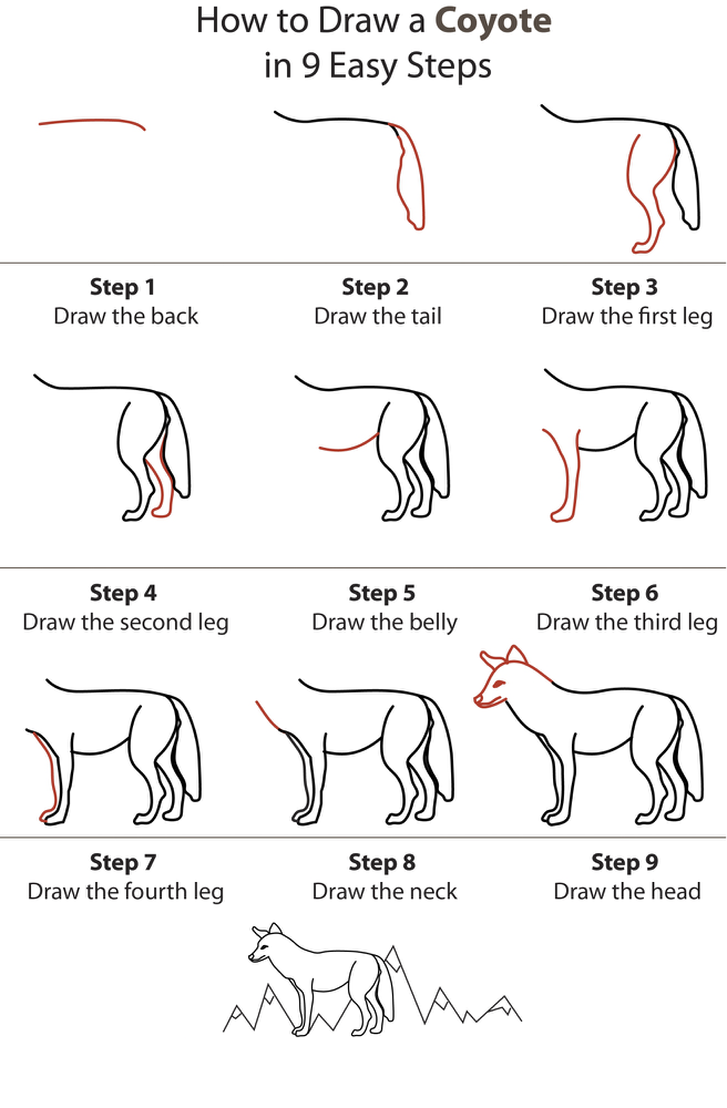 How to Draw Coyote - How to Draw Animal