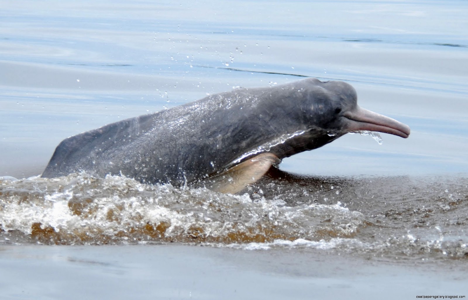 Amazon River Dolphin Drawing | Wallpapers Gallery