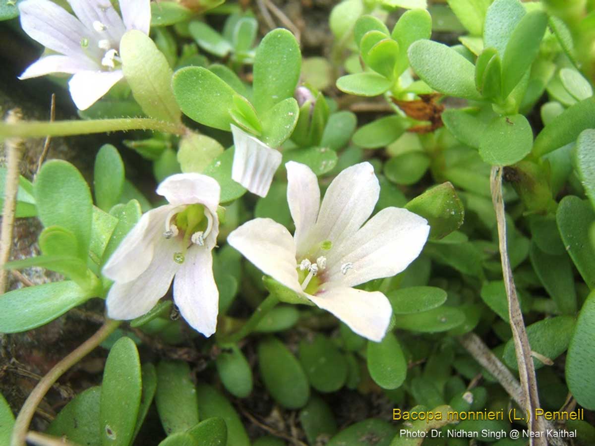 Medicinal Plants: Bacopa monnieri Saraswathy Vallarai Brahmi Manduka parni