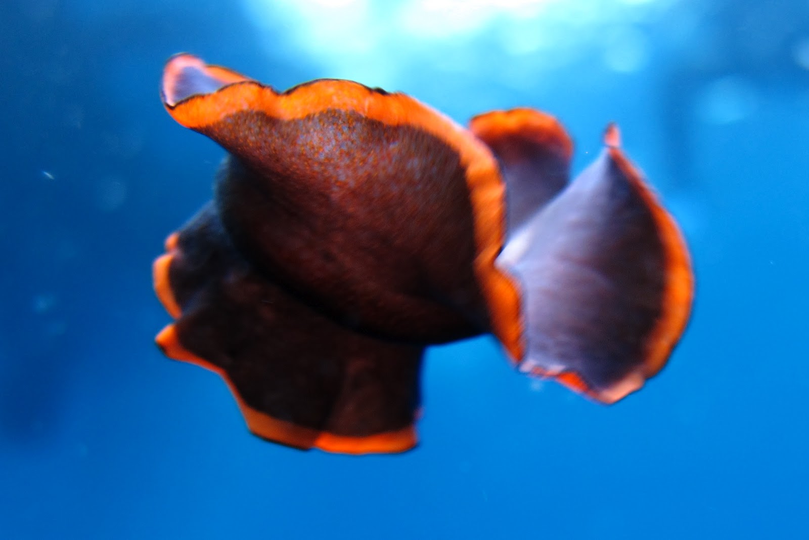 BillsDiving: Flatworm Swimming