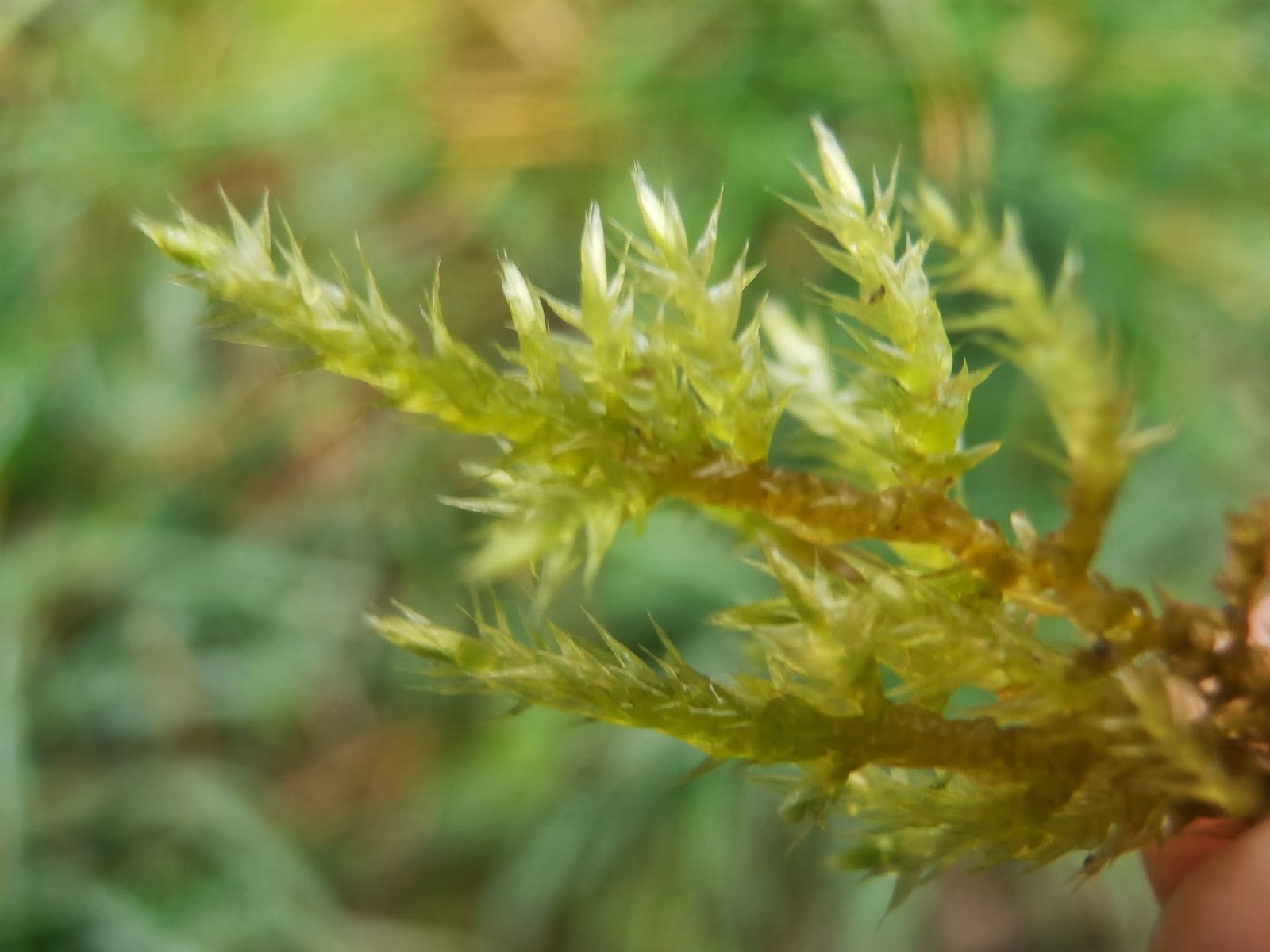 De natura: Mankós rövidtokú moha (Brachythecium rutabulum)