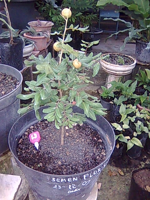 Penyusuan (approach grafting) | ADVENTURE