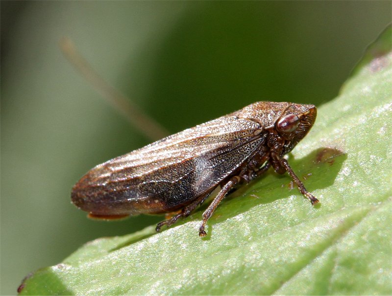 Murfs Wildlife : July Bugs