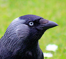 Jackdaw | Facts About All