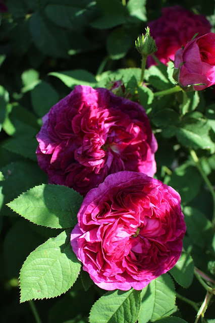 Notre jardin secret.: L'allée des roses