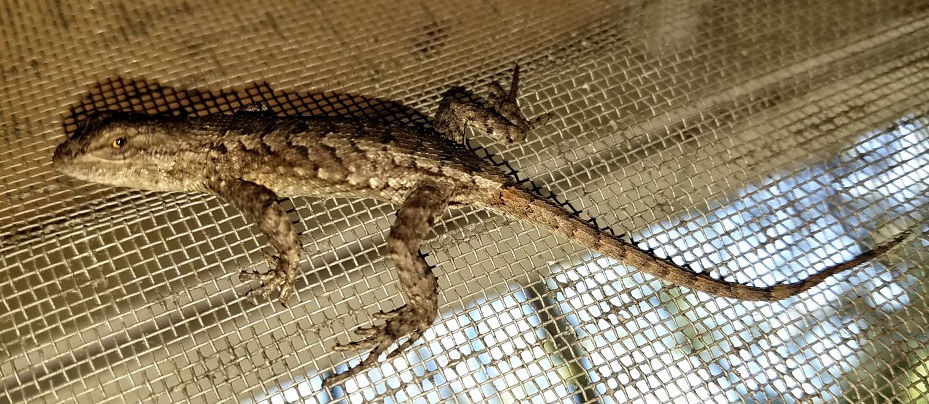 Divinebunbun's Rugged Rural Missouri: May 2017