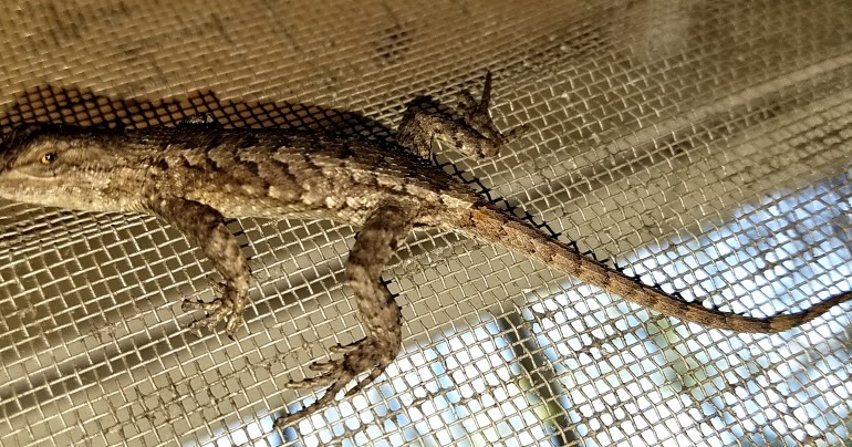 Divinebunbun's Rugged Rural Missouri: Smiling Lizard