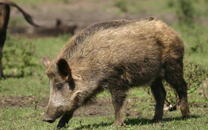 ¿Sabías que ...? El Jabalí.