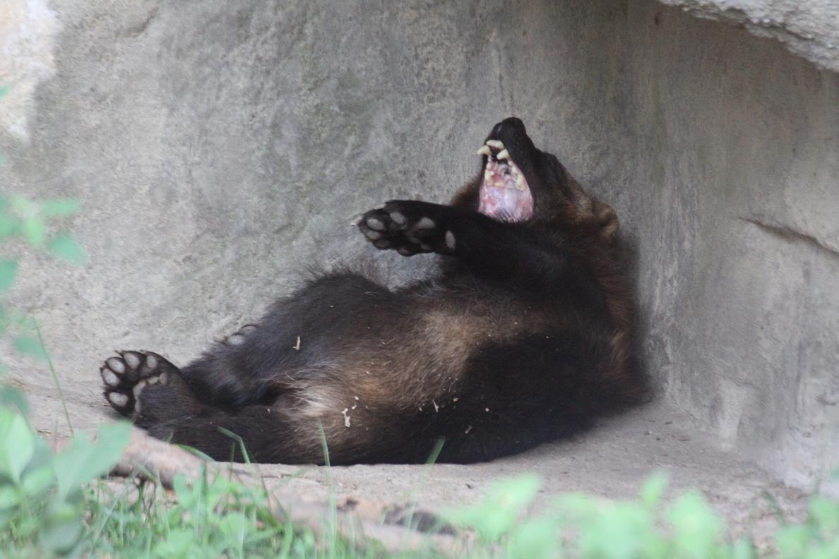 I Only Post About Coaches Who Coach For Michigan | mgoblog