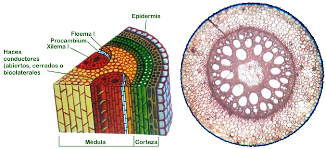 BIOLOGÍA: Tejidos vegetales