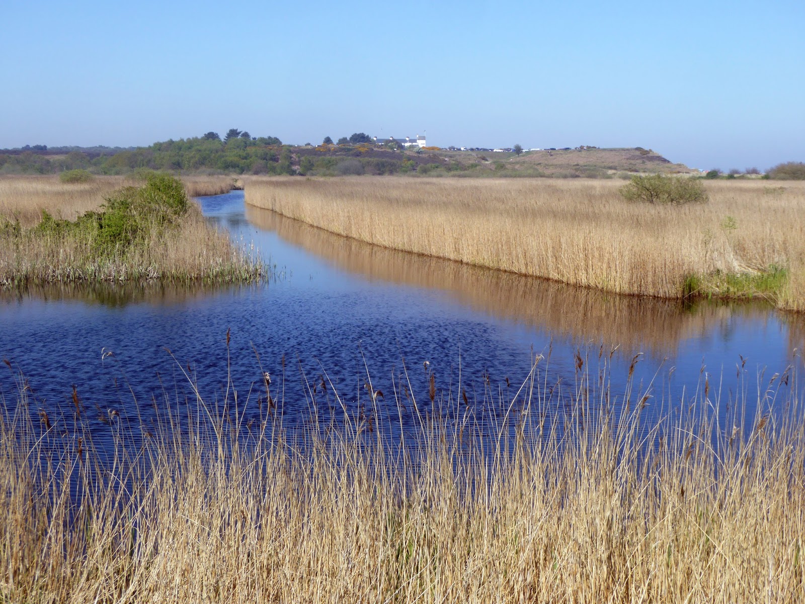 Wild and Wonderful: Snapshots from RSPB Minsmere