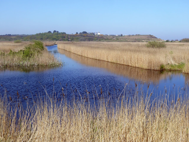 Wild and Wonderful: Snapshots from RSPB Minsmere