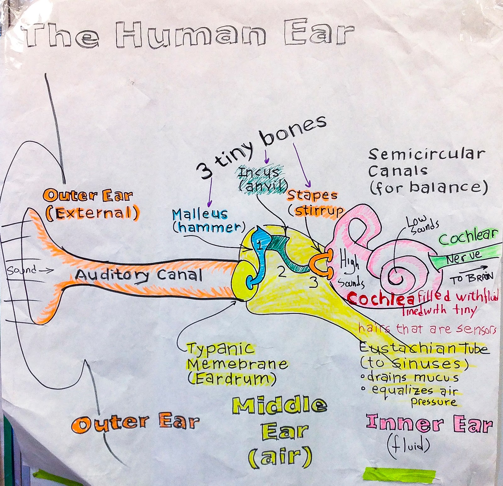 NettlesScience: Mnemonics: Drawing to learn