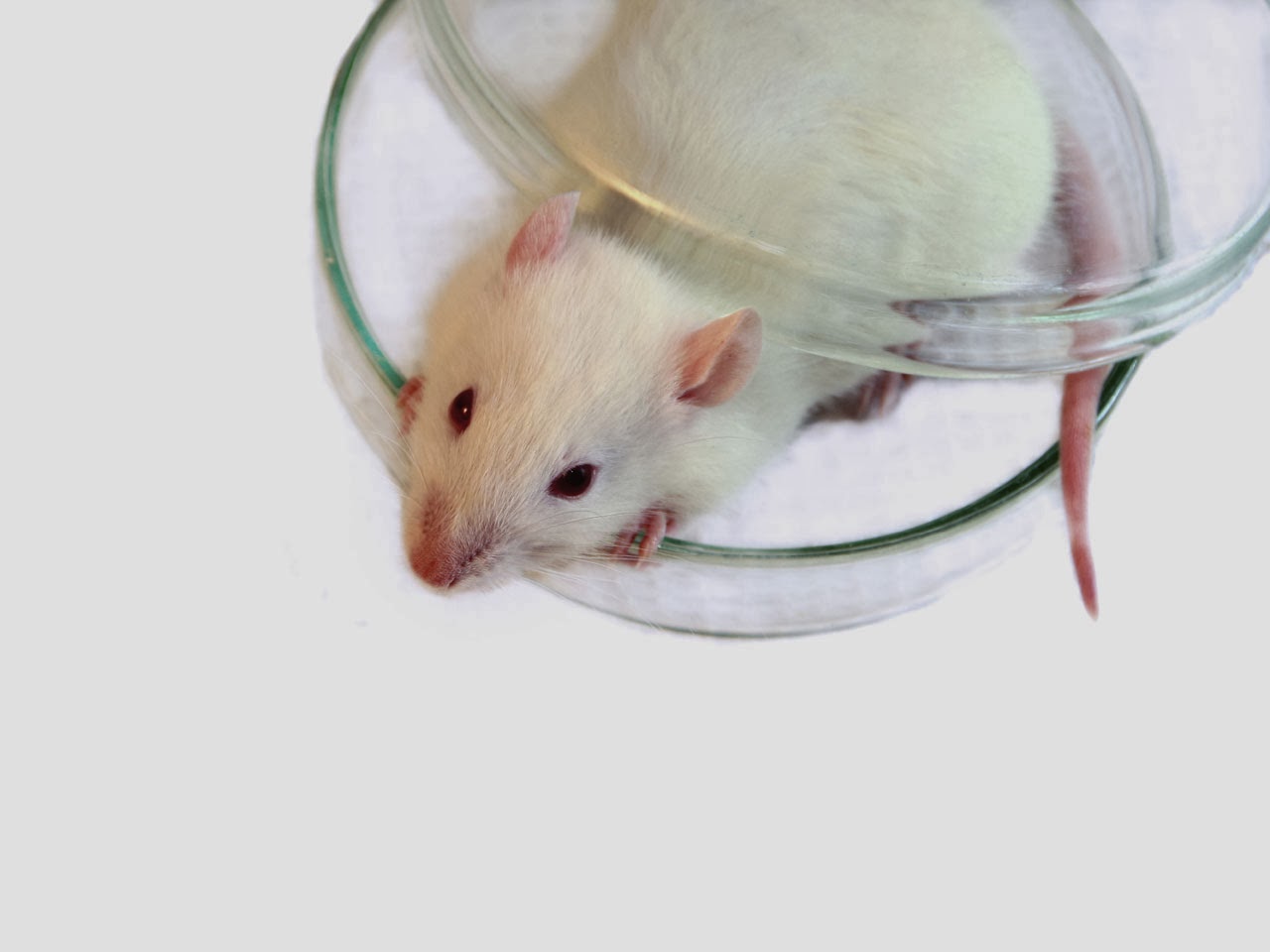 White mouse wallpaper - beautiful desktop wallpapers 2014