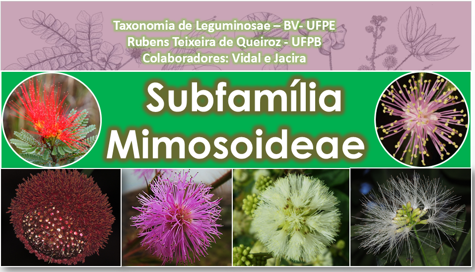 Fabaceae - Leguminosae no Brasil: 2. Aulas