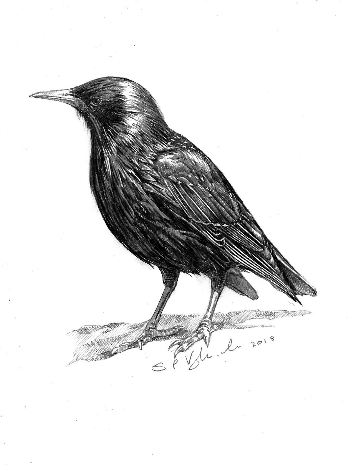 Drawing from experience...: Starling (Sturnus Vulgaris)