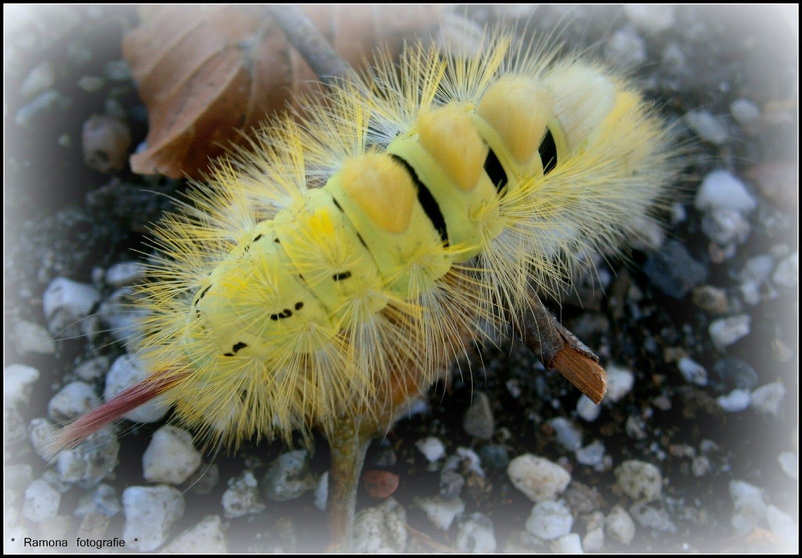 Bij Moontje thuis: herfst