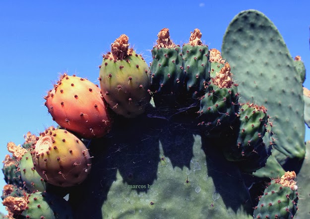 Marcos Brito: Pito o flor seca del higo pico