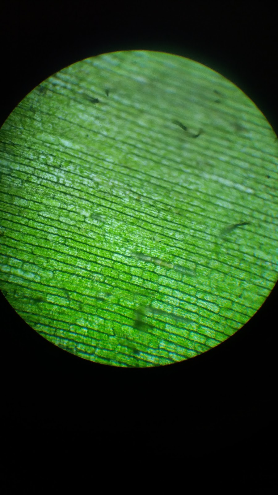 Biolog a biolog-a