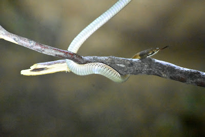 9001 REPTILES: MYALL SNAKE