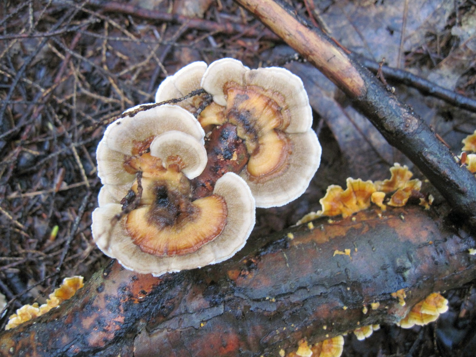 RavenWood Forest: Whirling Water and Tinkling Drops