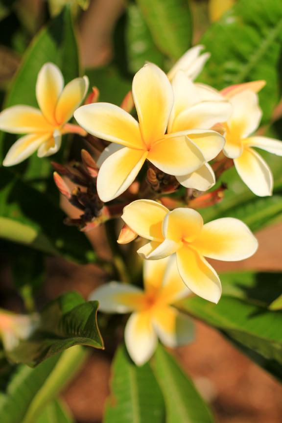 Mademoiselle Mermaid: Friday Flower Pick : Frangipani