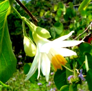 Flora de Israel: Estoraque - Benjui (styrax officinalis) - לבנה רפואי