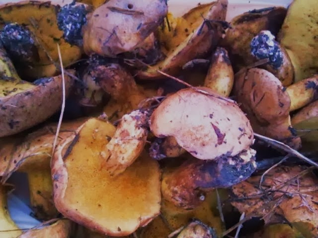 a ore 12: Andar per funghi, porcini e vavusi