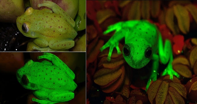 LOOK: The World's First Ever Fluorescent Frog Discovered in Argentina ...