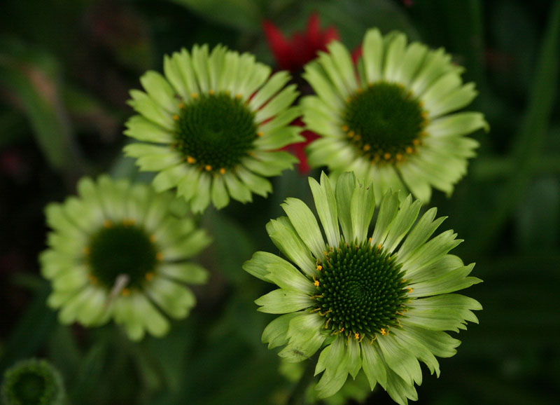 Bloomingwriter: Gardening in Nova Scotia: It's easy loving green...flowers!
