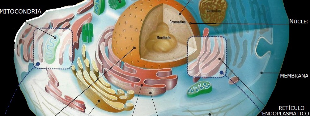 Guillermo Grass : RETÍCULO ENDOPLASMÁTICO RUGOSO (RER)