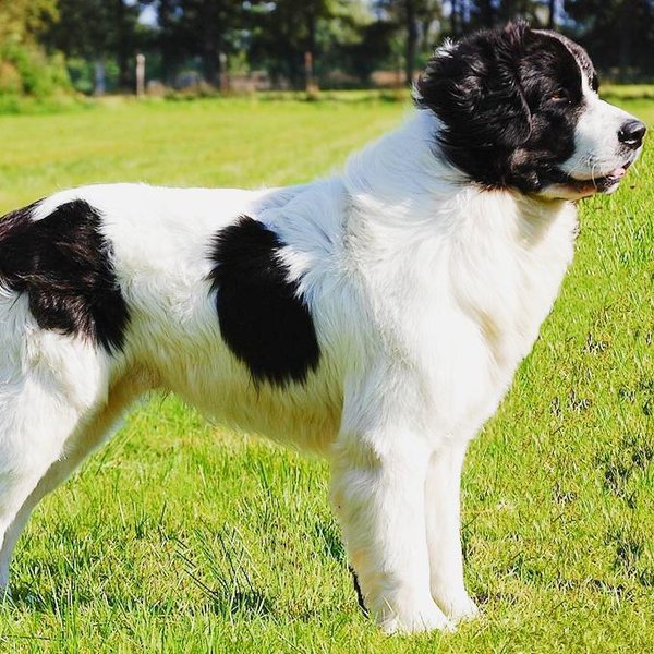 Ración ideal de Perrarina para mi Perro - Veterinario SOS