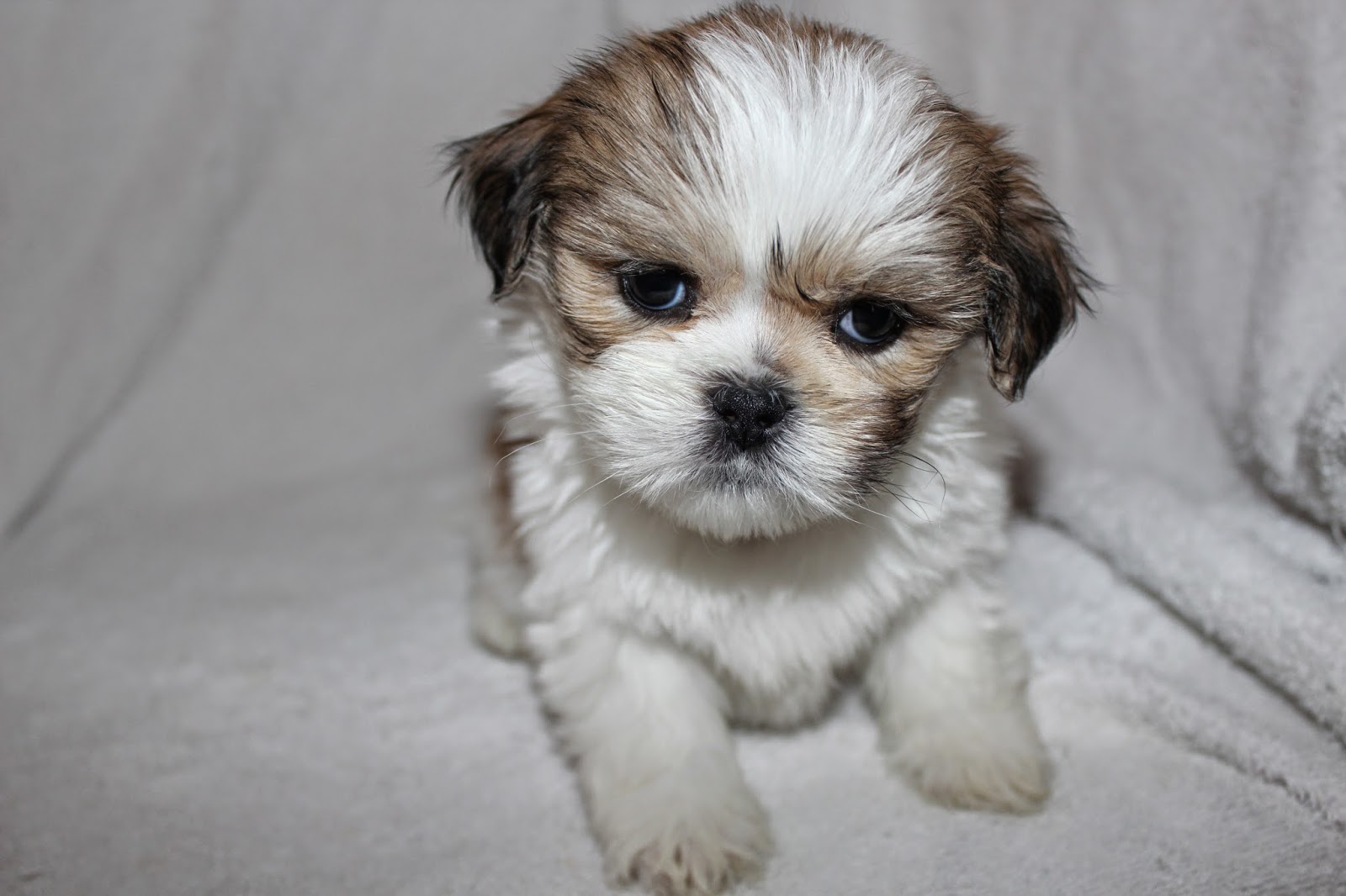 Lhasa Apso - Penny's Pups from birth to new homes: Lhasa Puppies 5 ...