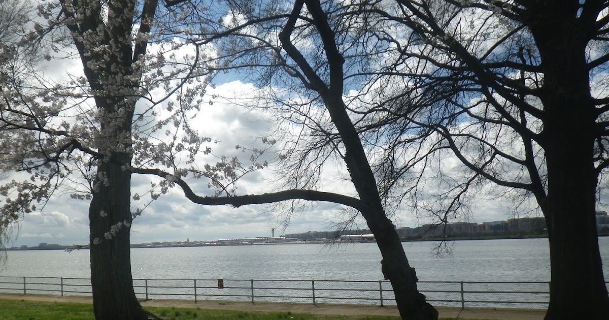 DC Spinster: Cherry Blossoms on Haines Point