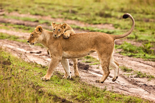 IMAGENES DE LEONES: IMAGEN LEONA CON SU CRIA