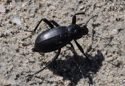 Viendo y aprendiendo de la naturaleza: 2011