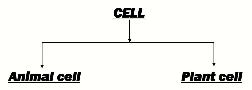 Bio-Guide. A Excellent Biological Guide And Friend.: What is Cell?...